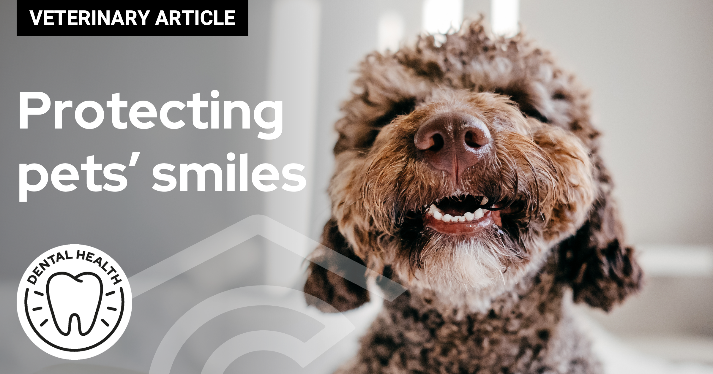 Protecting our pet’s smile